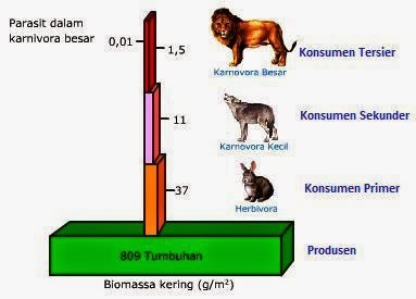 Pengertian Piramida Biomassa Definisi dan Contoh Secara Lengkap ...