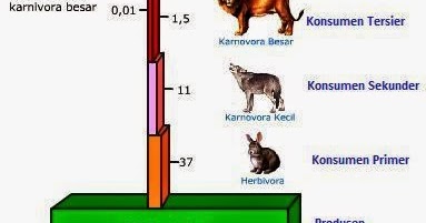 Pengertian Piramida Biomassa Definisi dan Contoh Secara Lengkap ...