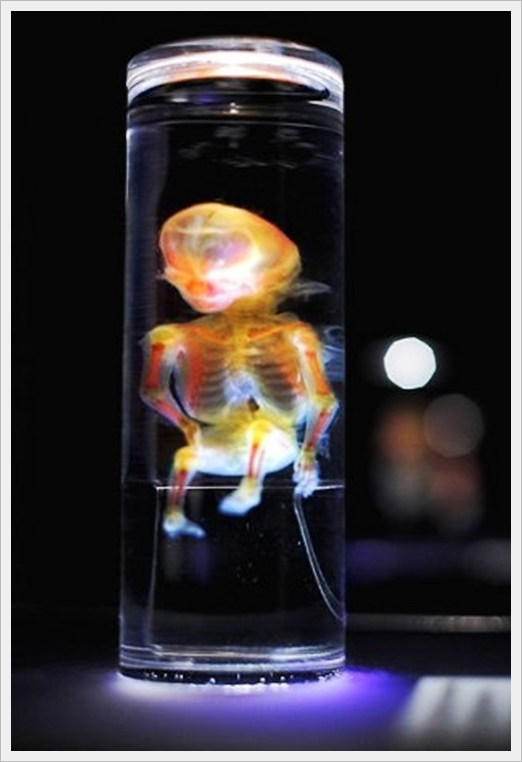 The story of the human body by daniel lieberman review - nimfabrain