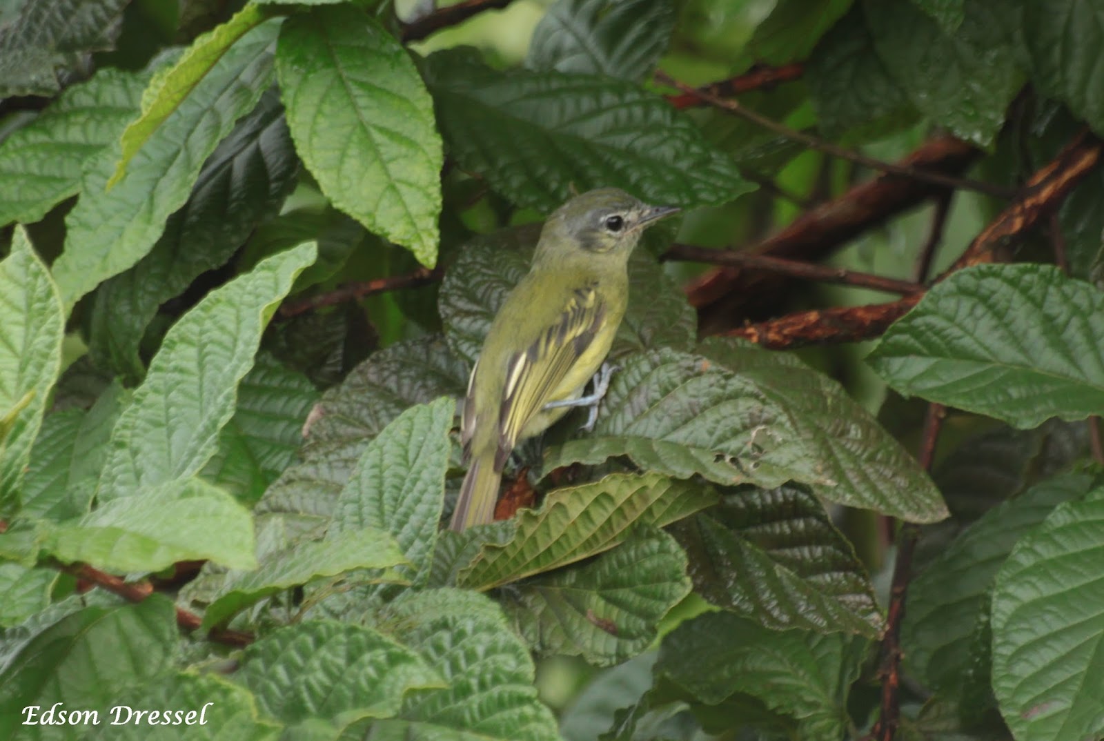 COAMA - Clube dos Observadores de Aves da Mata Atlântica - Joinville ...