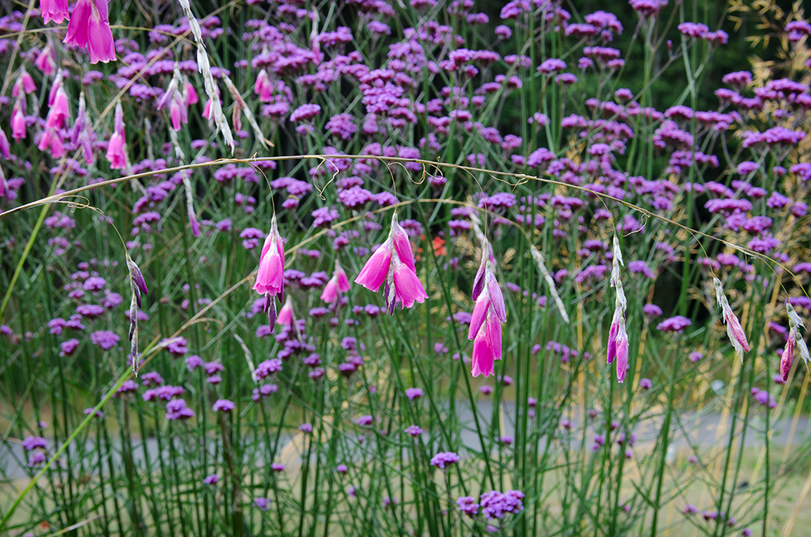 Linda Cochran's Garden: Dierama