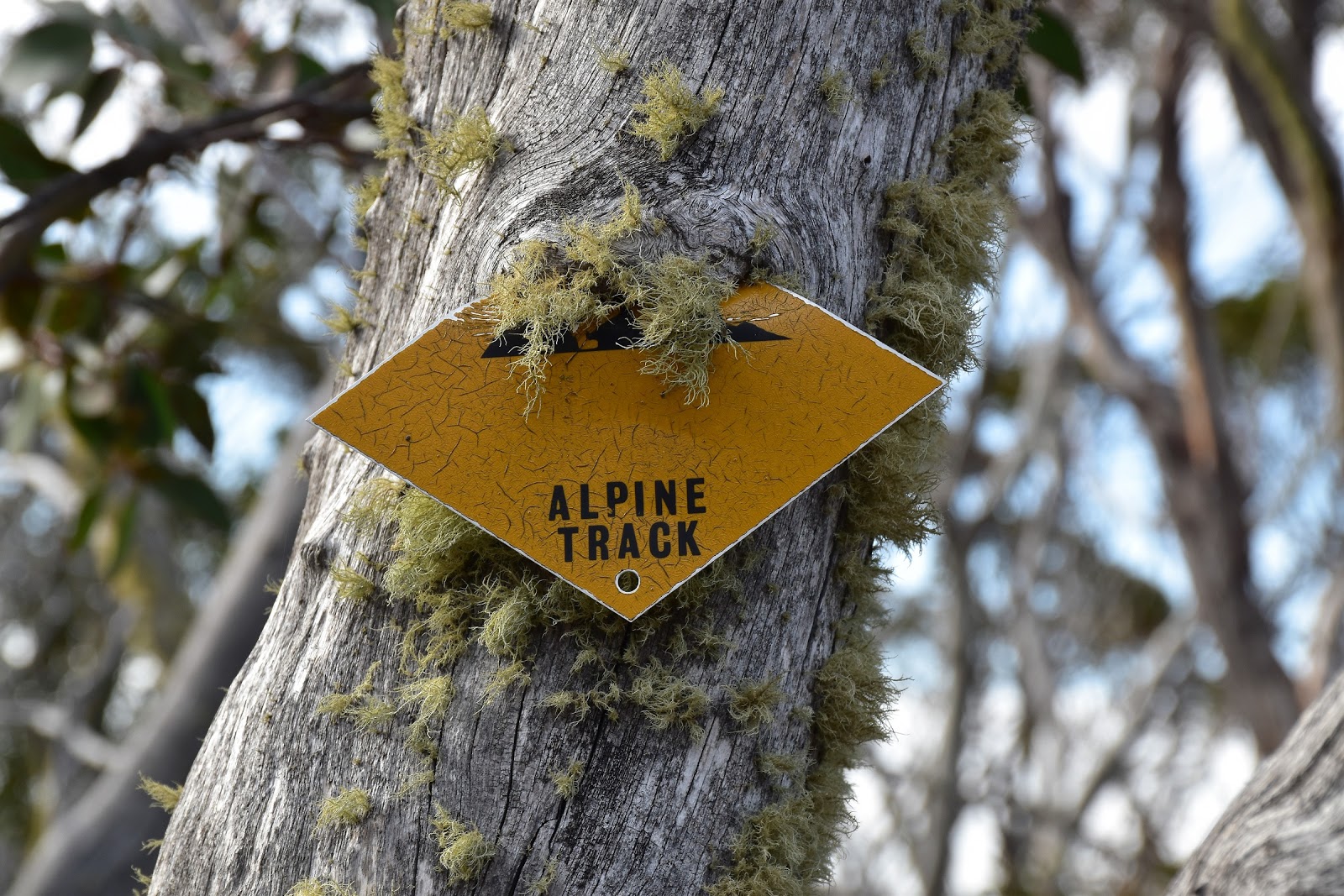 Goin' Feral One Day At A Time: Mt Wills to Four Mile Creek, AAWT ...
