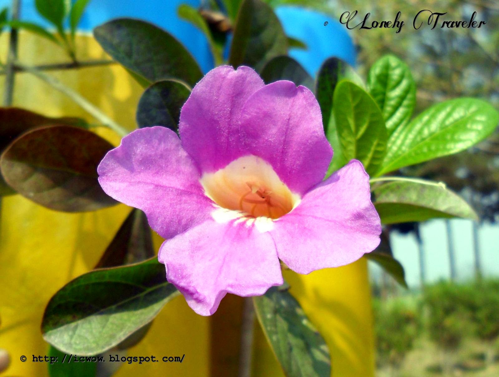 Garlic vine (লতা পারুল ফুল) - Mansoa alliacea