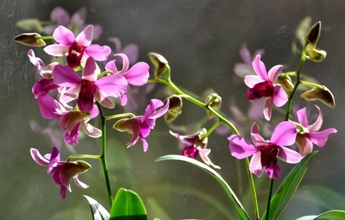 19 Jenis Bunga Anggrek yang Ada di Indonesia - Toko Bunga di Lamongan ...