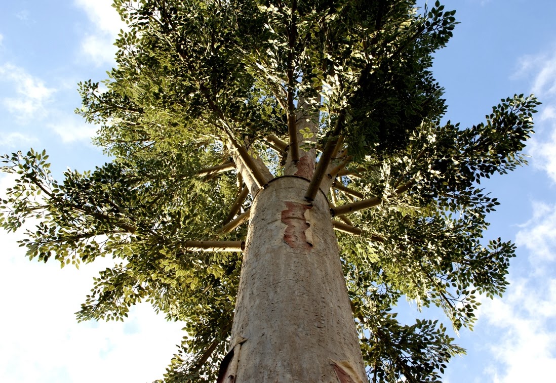 A photo, A thought............: Observation: Stealth cellphone towers