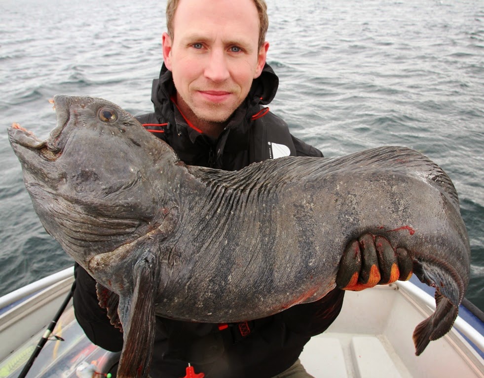 Obbiens Fiskeblogg: Steinbitsesongen starter godt