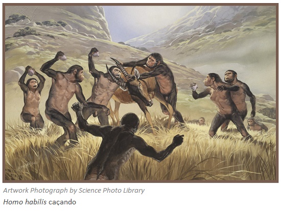 O consumo de medula óssea (tutano) pode ter sido crucial para a ...