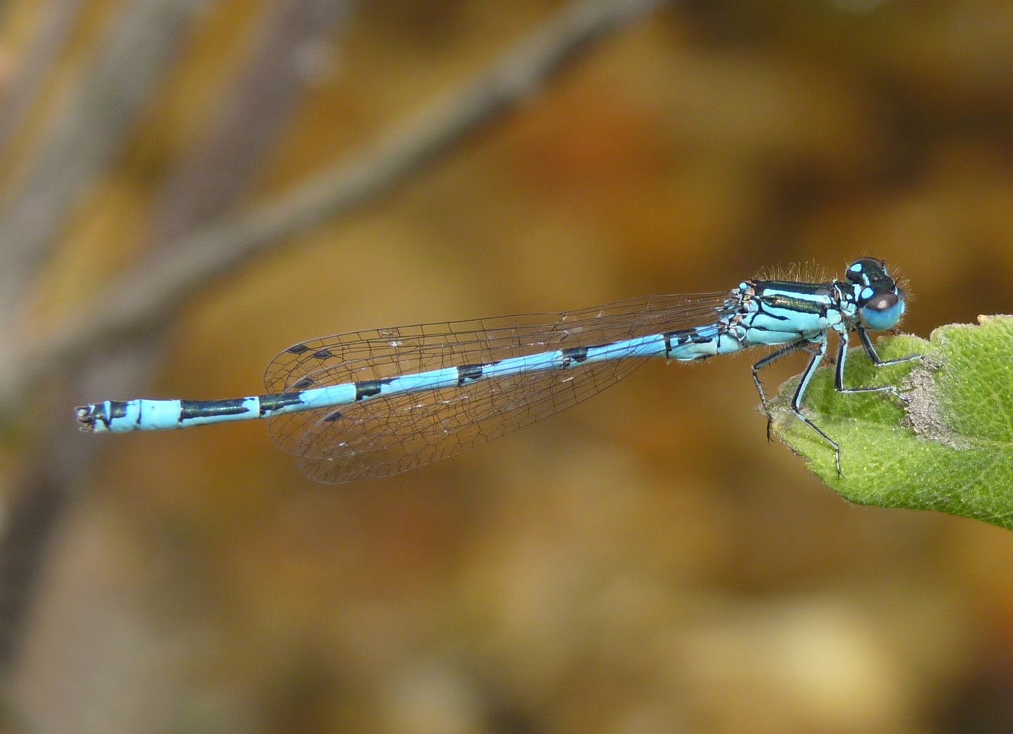 Sussex Nature: July 2011