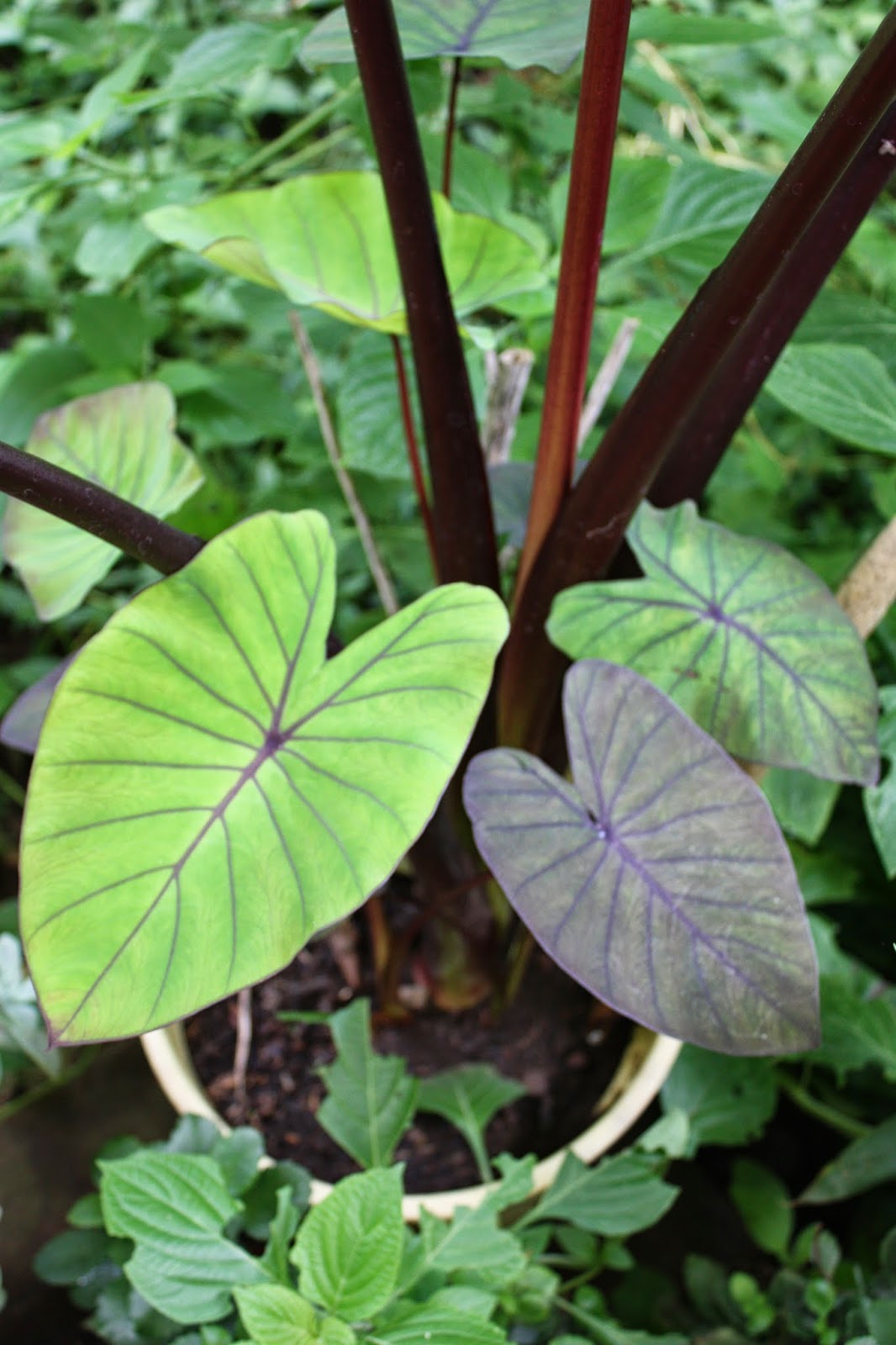 el viBrero: Ficha Informativa de Plantas Comestibles Perennes : Taro y ...