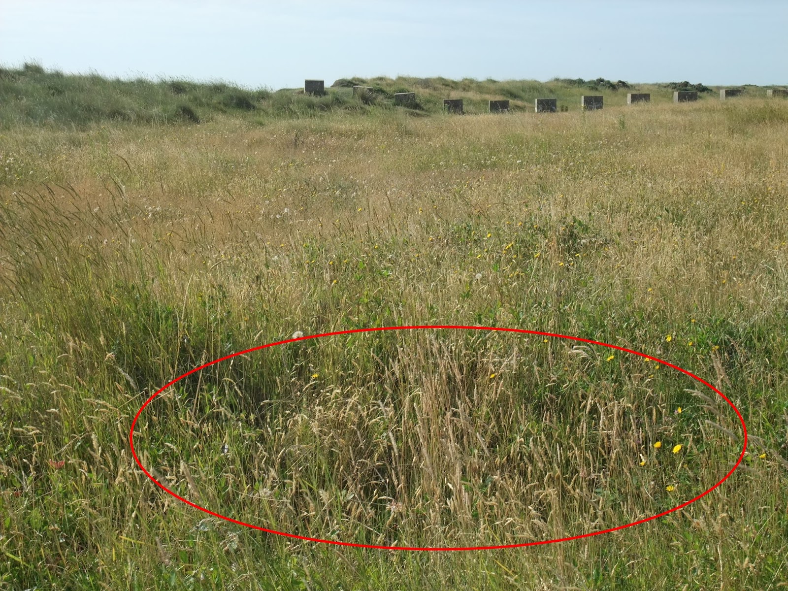 WW1 and WW2 Defences - Suffolk and beyond: Evidence of a Minefield ...