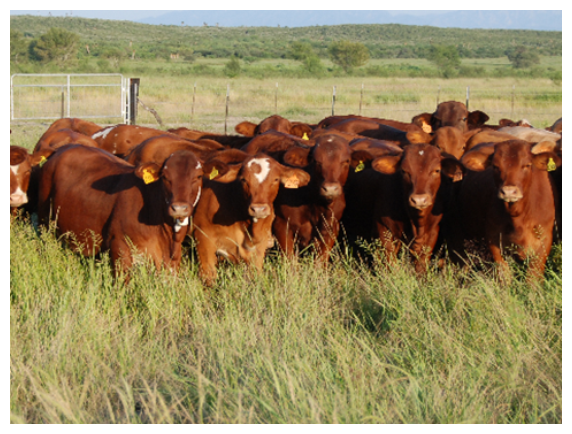 Generalidades de la Ganadería Bovina.: Beefmaster
