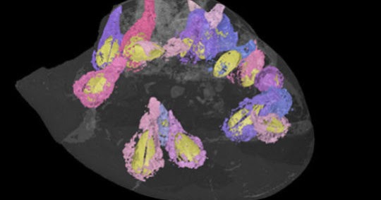 X-rays reveal fossil secrets - Geology In