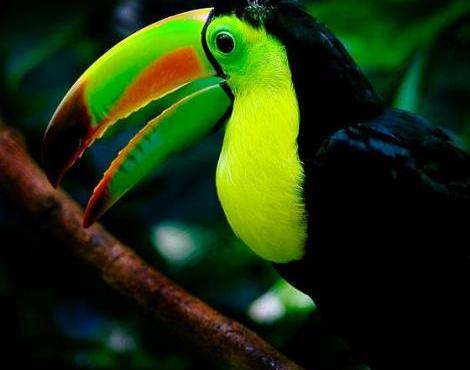 Amazing Toucan Bird - Toucans Facts, Photos, Information, Habitats ...