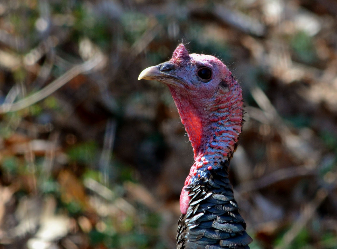 Woods Walks and Wildlife: Blue Water, Blue Sky, and Beautiful (?) Bird ...