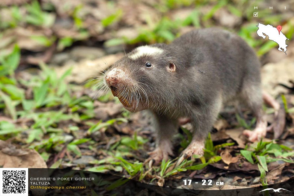 together but apart: Mamíferos de Nicaragua 1