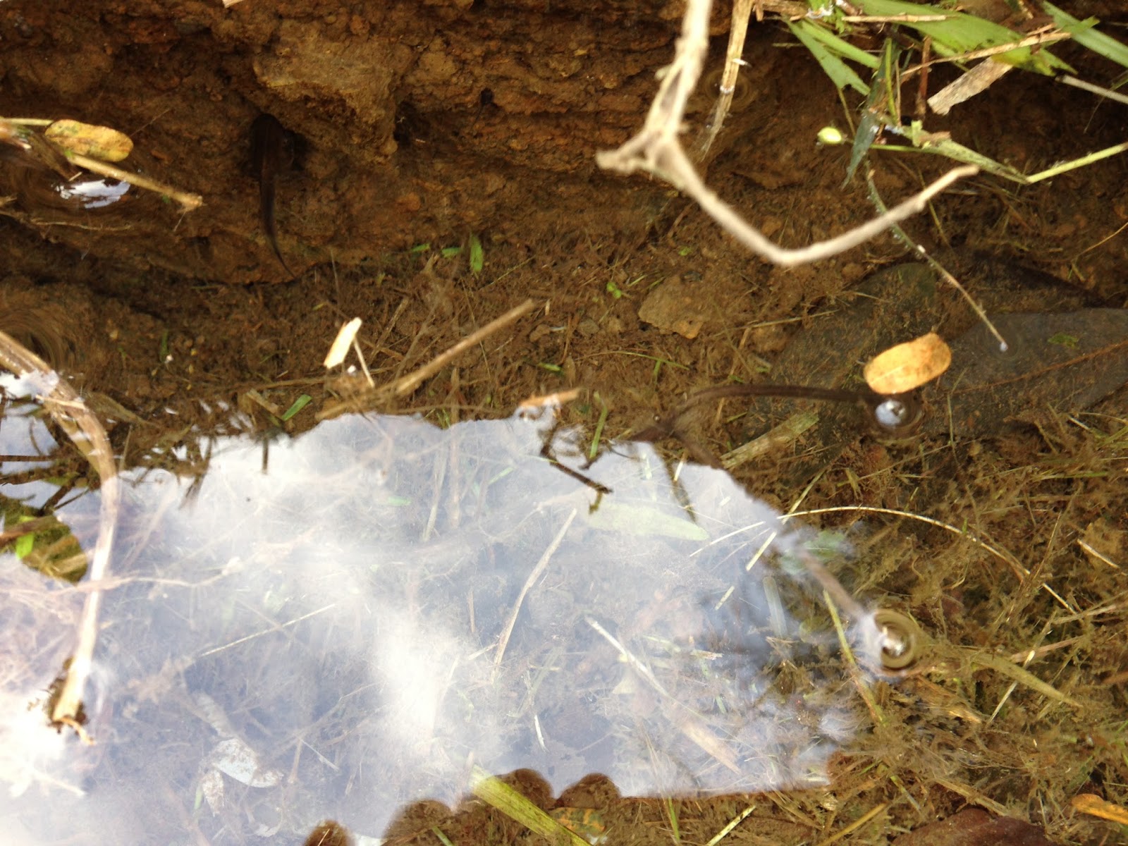 Catching Tadpoles and Enjoying the Benefits of Nature Play