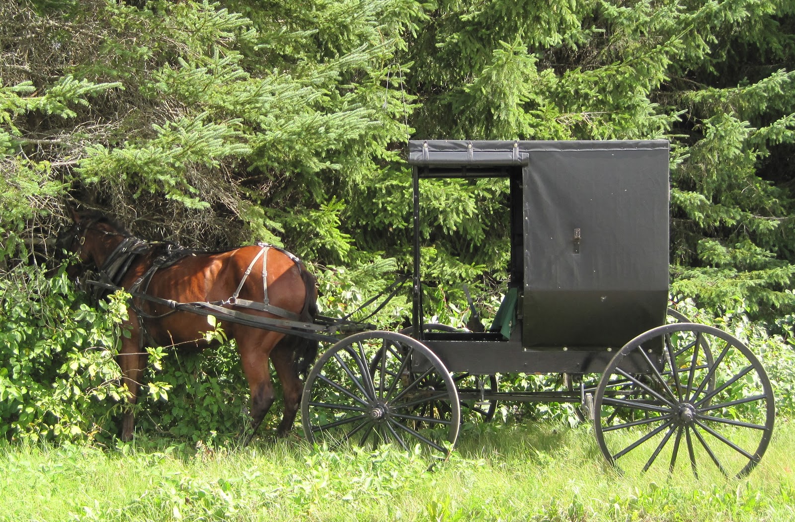 Our Little Red Saltbox: The Amish Way of Living...