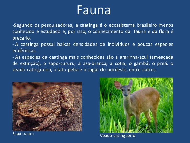 Caatinga: Conhecer para preservar : Fauna da Caatinga