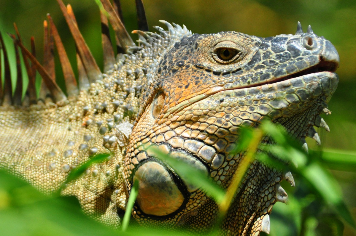 A Tree Falling: Costa Rican Reptiles & Amphibians