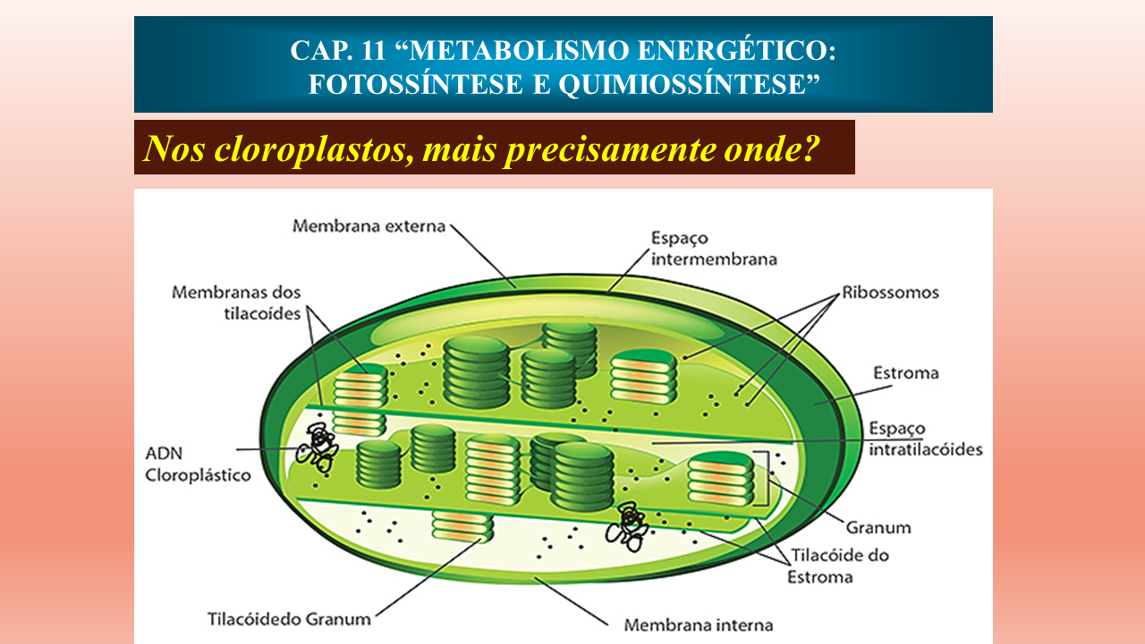 Professor Jimmy Oliveira: 1º ANO - CAPÍTULO 11 - FOTOSSÍNTESE E ...