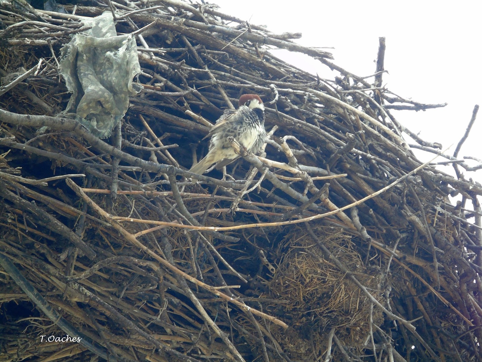PASARI DIN ROMANIA: VRABIE NEGRICIOASA, Passer hispaniolensis