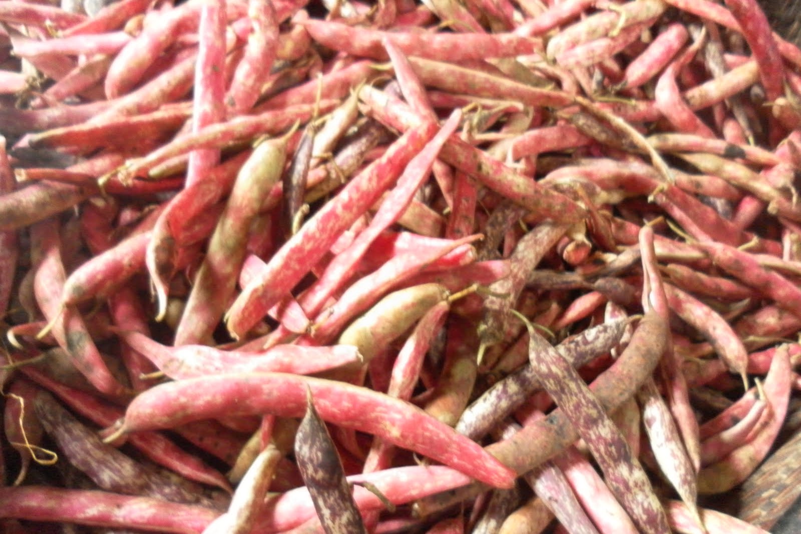 Village View: Colours of Summer - Nagaland
