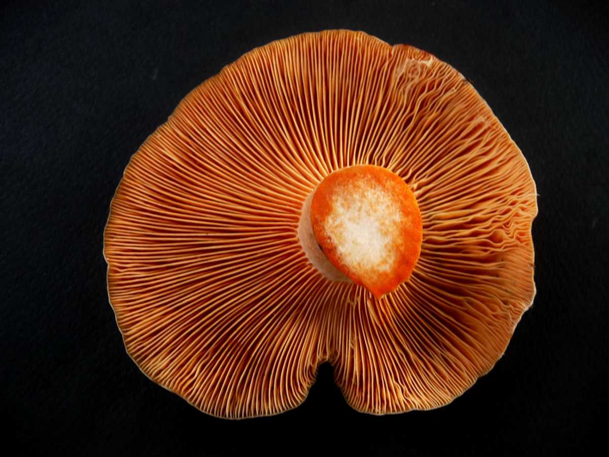 r o b i n 's y a r d: Lactarius