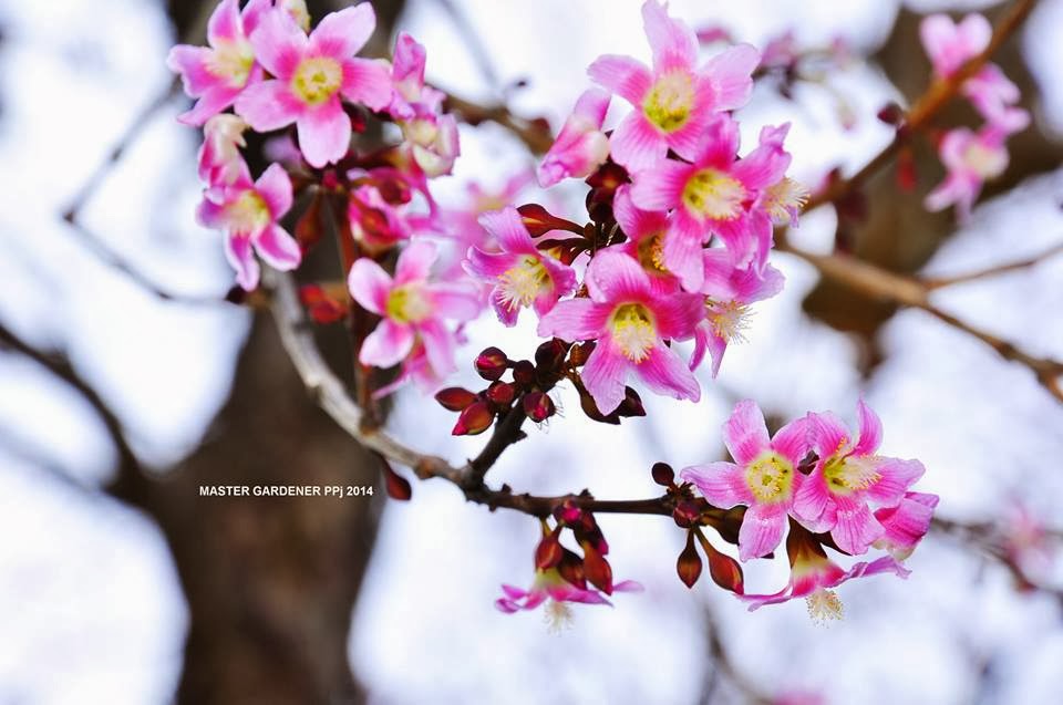 (GAMBAR) Keindahan Musim Bunga Sakura di Putrajaya, Musim Bunga Diluar ...