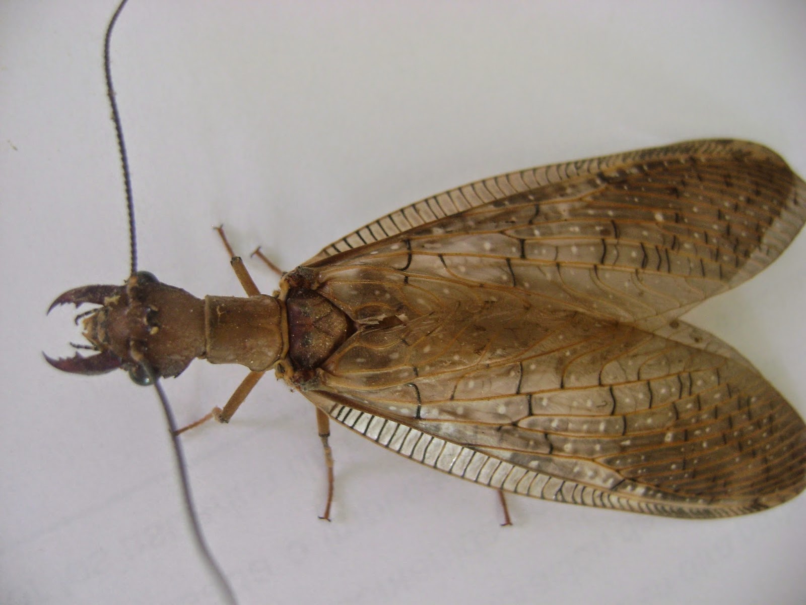 Andrés Belalcázar Saldarriaga: Bicho raro