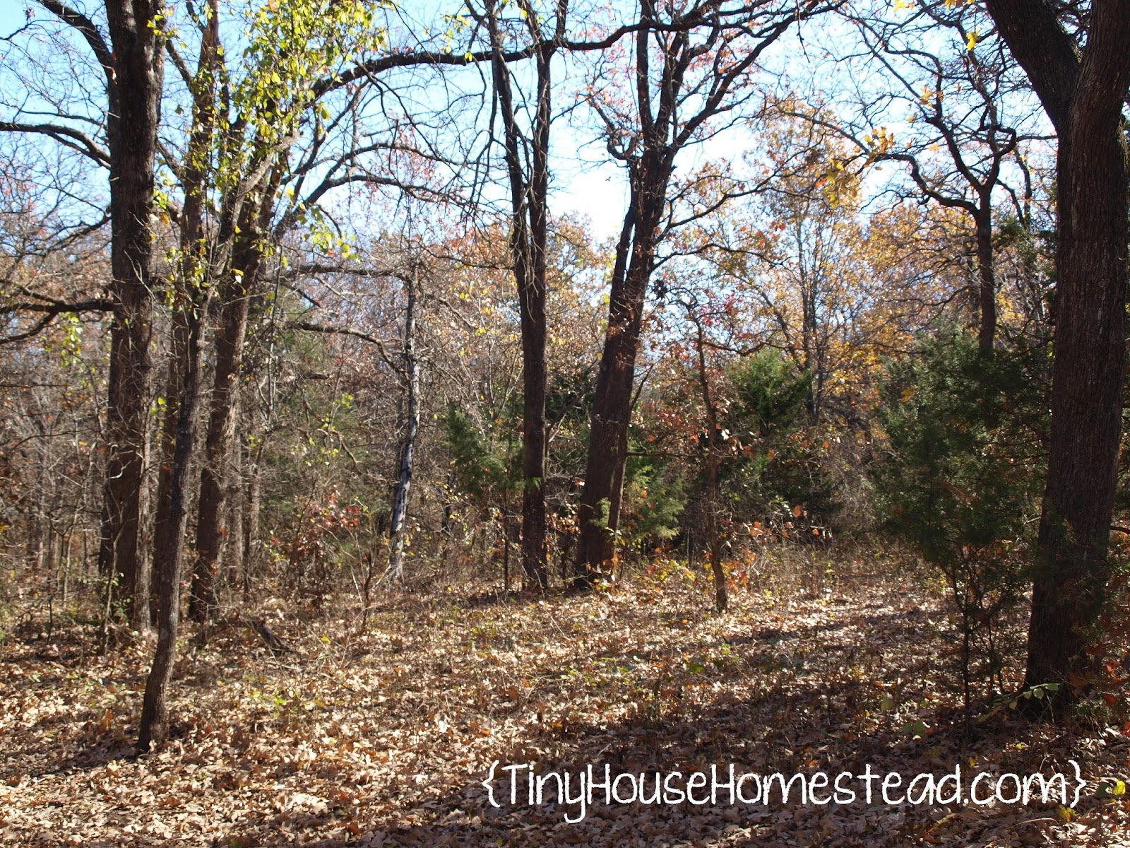 Tiny House Homestead: A Beautiful Fall Day on the Homestead