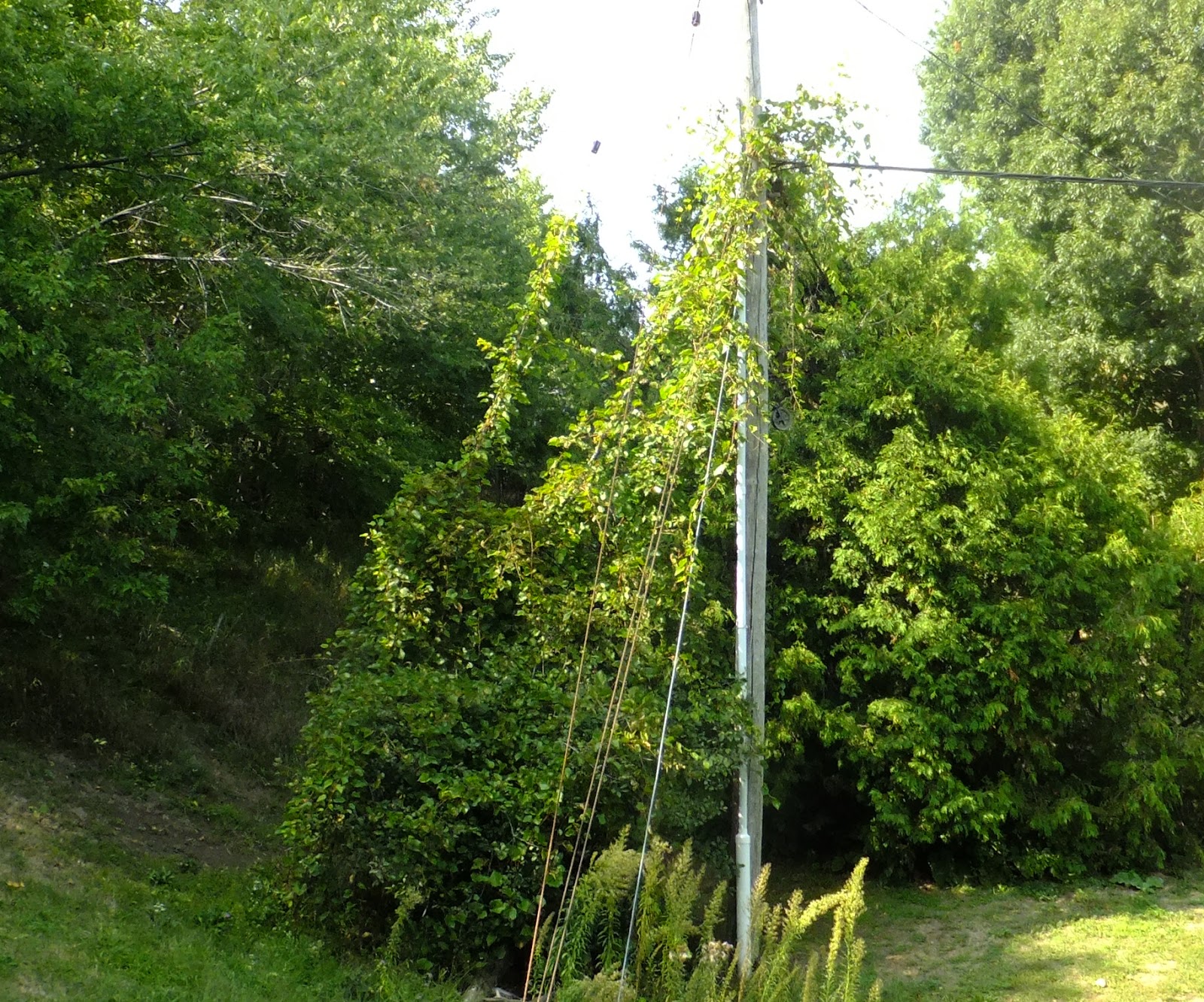 Wild Grapes Growing / Grapes in florida tend to grow in clusters of two ...