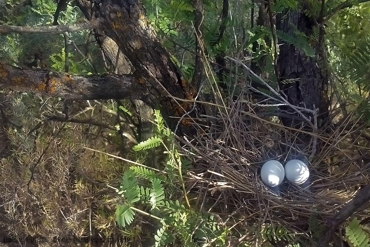 mis fotos de aves: Zenaida macroura Zenaida Huilota Mourning Dove