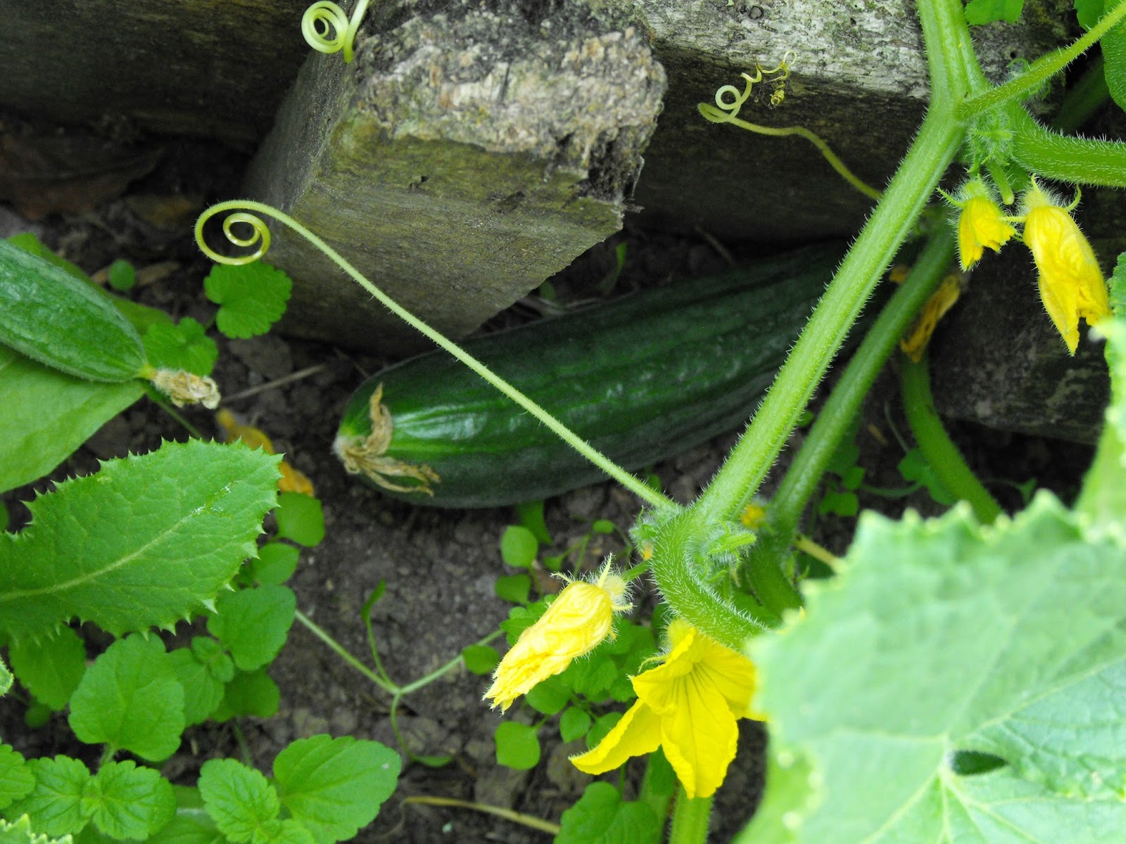 Happy Ramblings: My green green vegetable garden