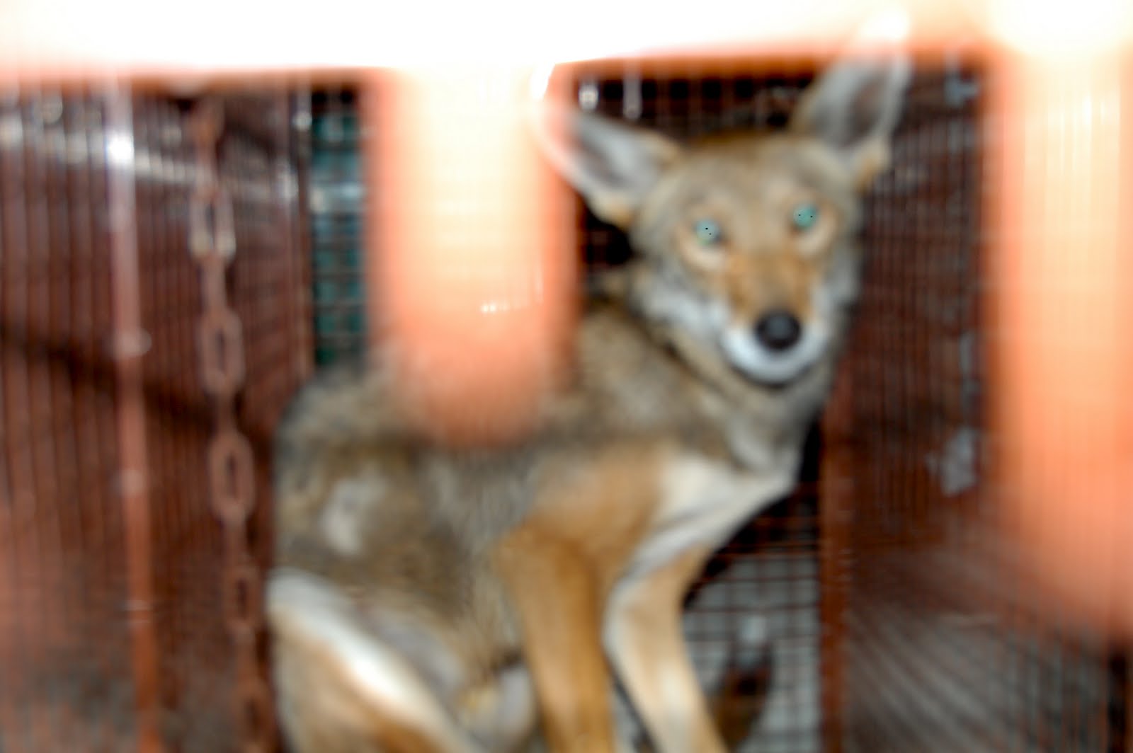 All City Animal Trapping: Coyote Trapping & Removal in Los Angeles ...