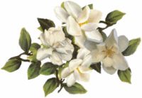 Flores colores cremas variados | Arte digital