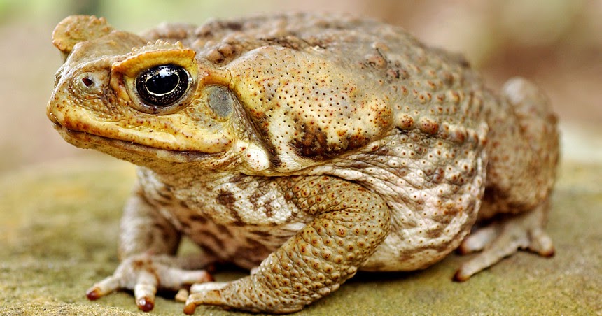 BIBOCA AMBIENTAL : O SAPO E SEU PAPEL O PARA O MEIO AMBIENTE