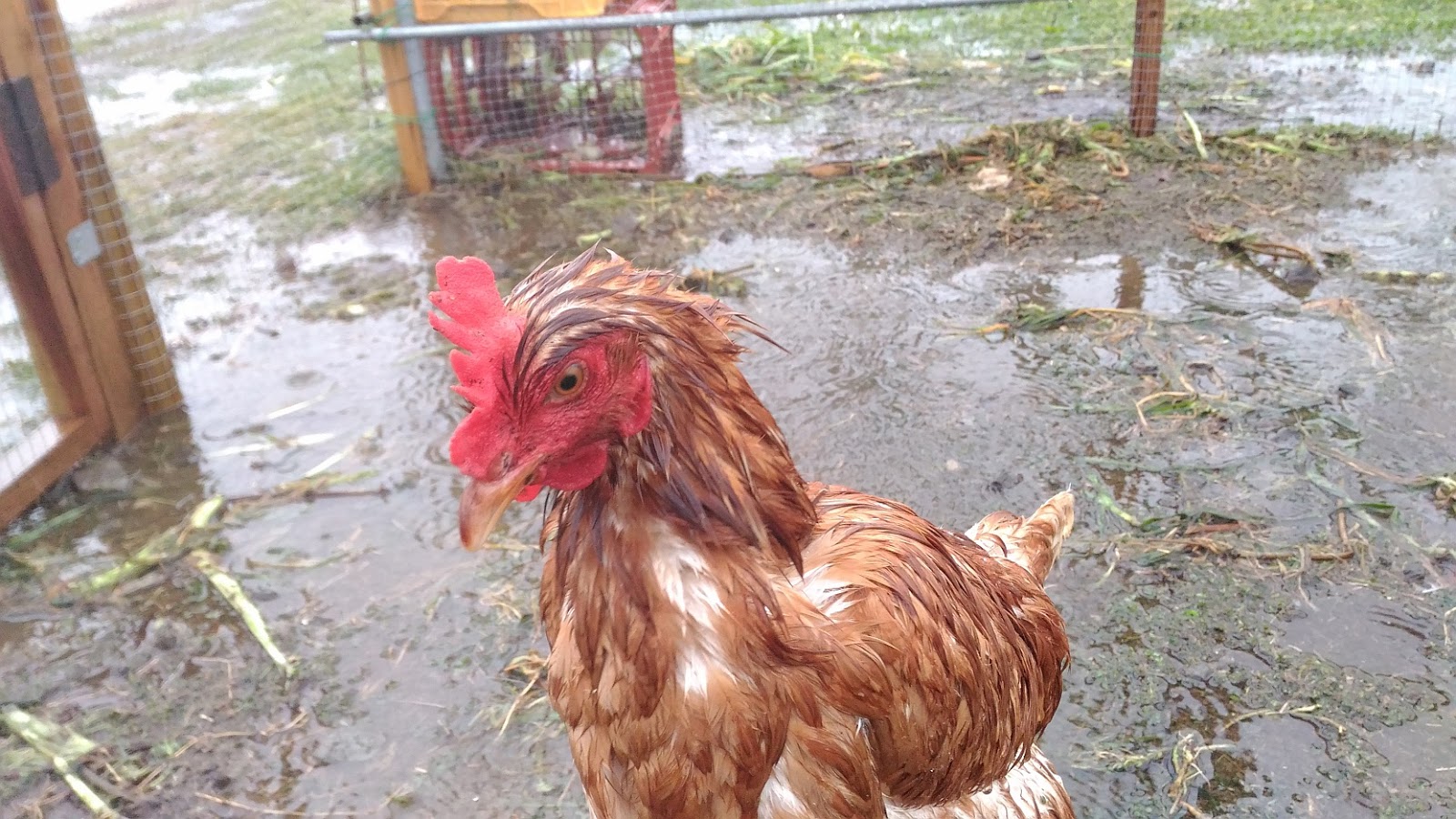 Solar Sharing - Made In Japan: Chickin' in the rain