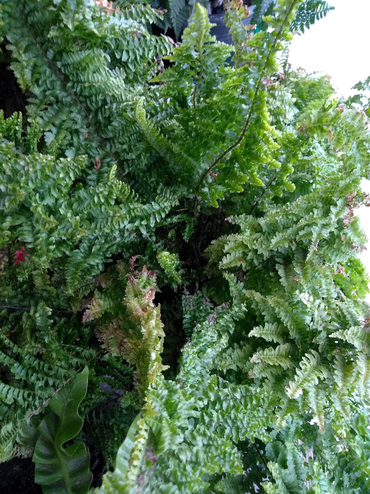 Terra e Sementes: Fetos