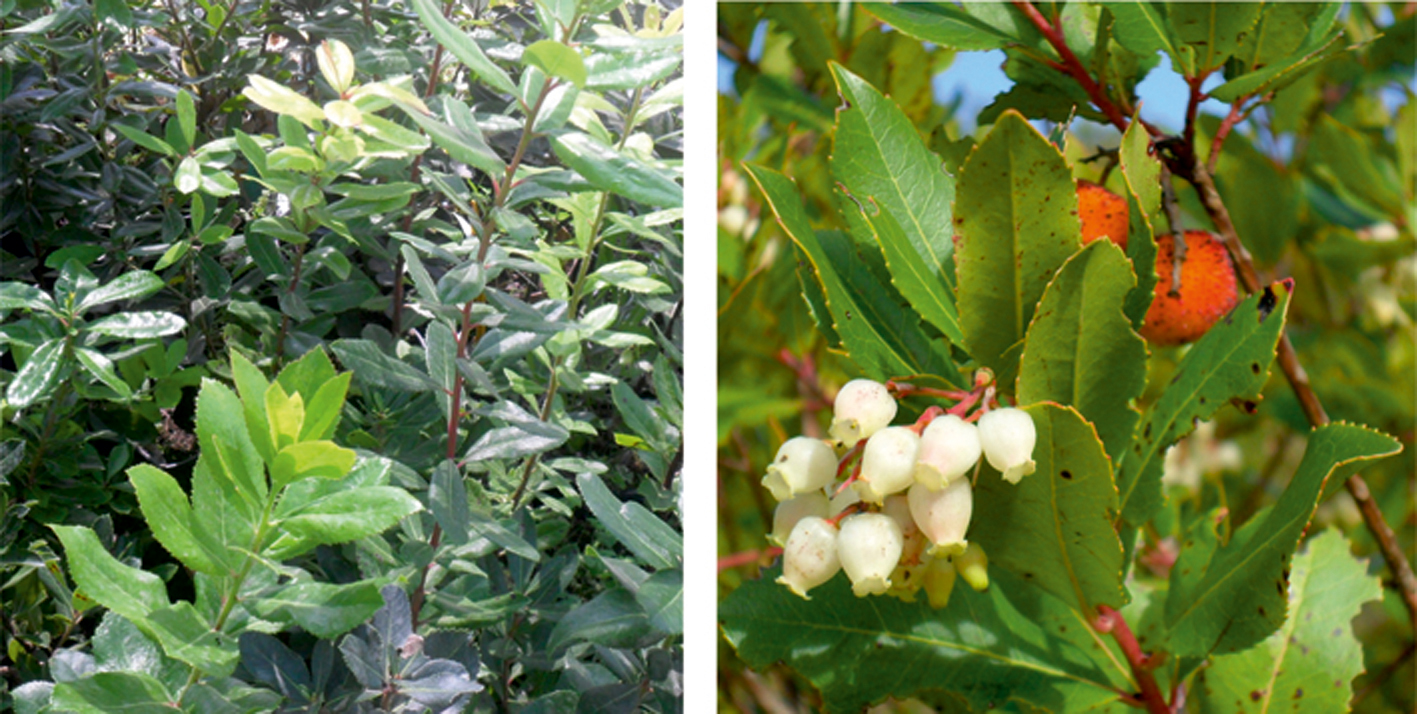 Flor de Murta: Medronheiro