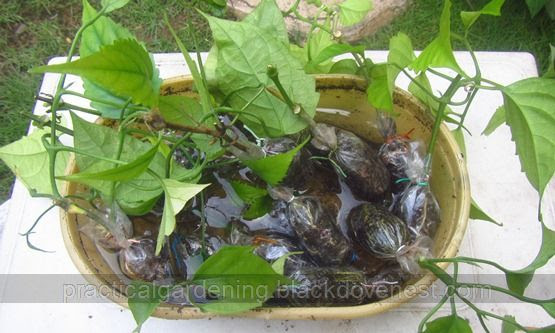 Practical Gardening: Easy Compound Marcotting or Air-Layering for Quick ...