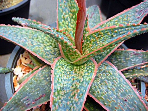 Thaisucculents: Aloe rocco, Aloe cv 'coral edge'