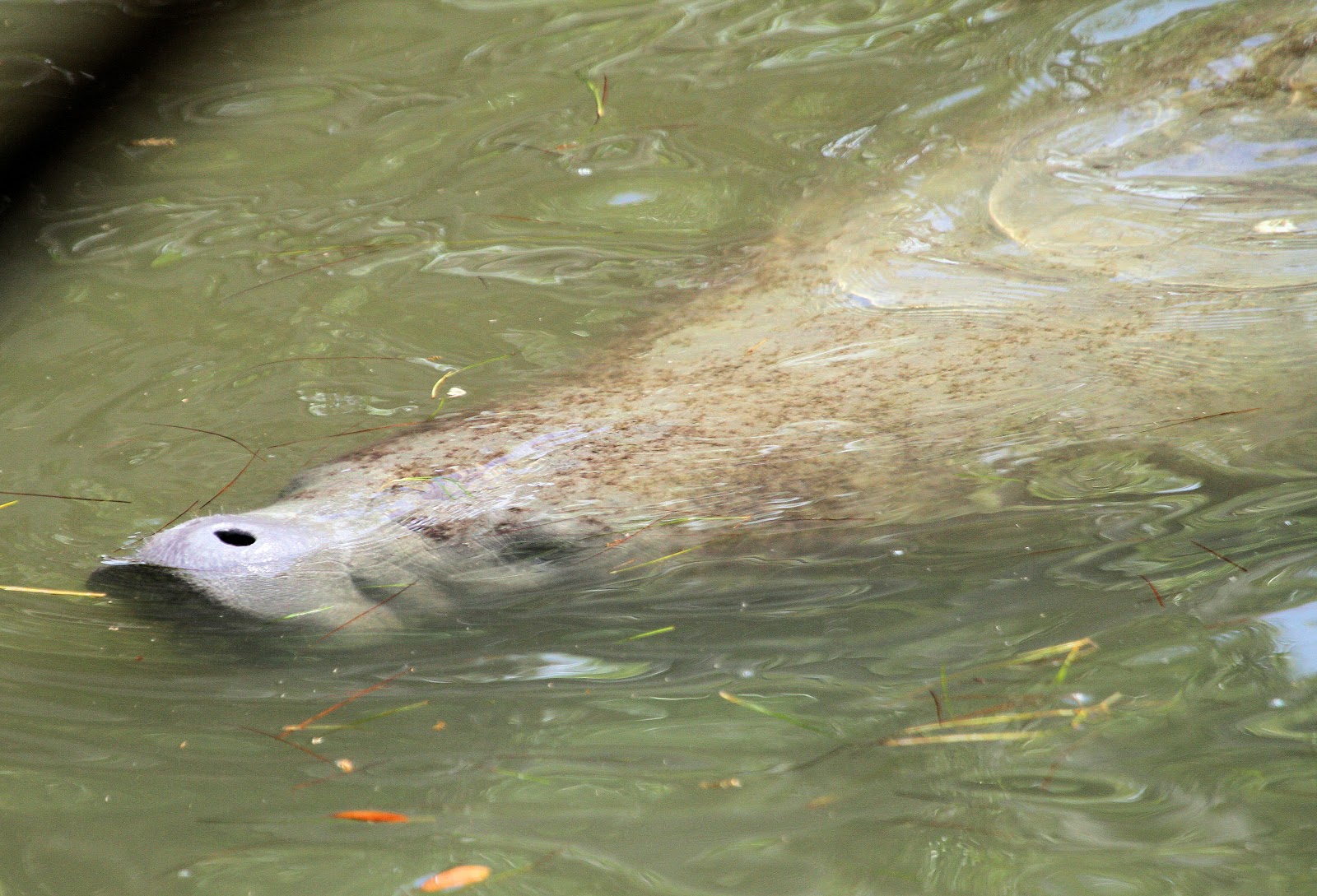 pelagicus: Florida Prairie - Mammals