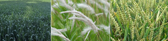 Coba-coba Bijak: Perumpamaan Lalang di antara Gandum