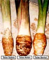 Mengenal Macam-macam Tepung - Jenis-jenis- Tepung (2) - Welcome to my ...