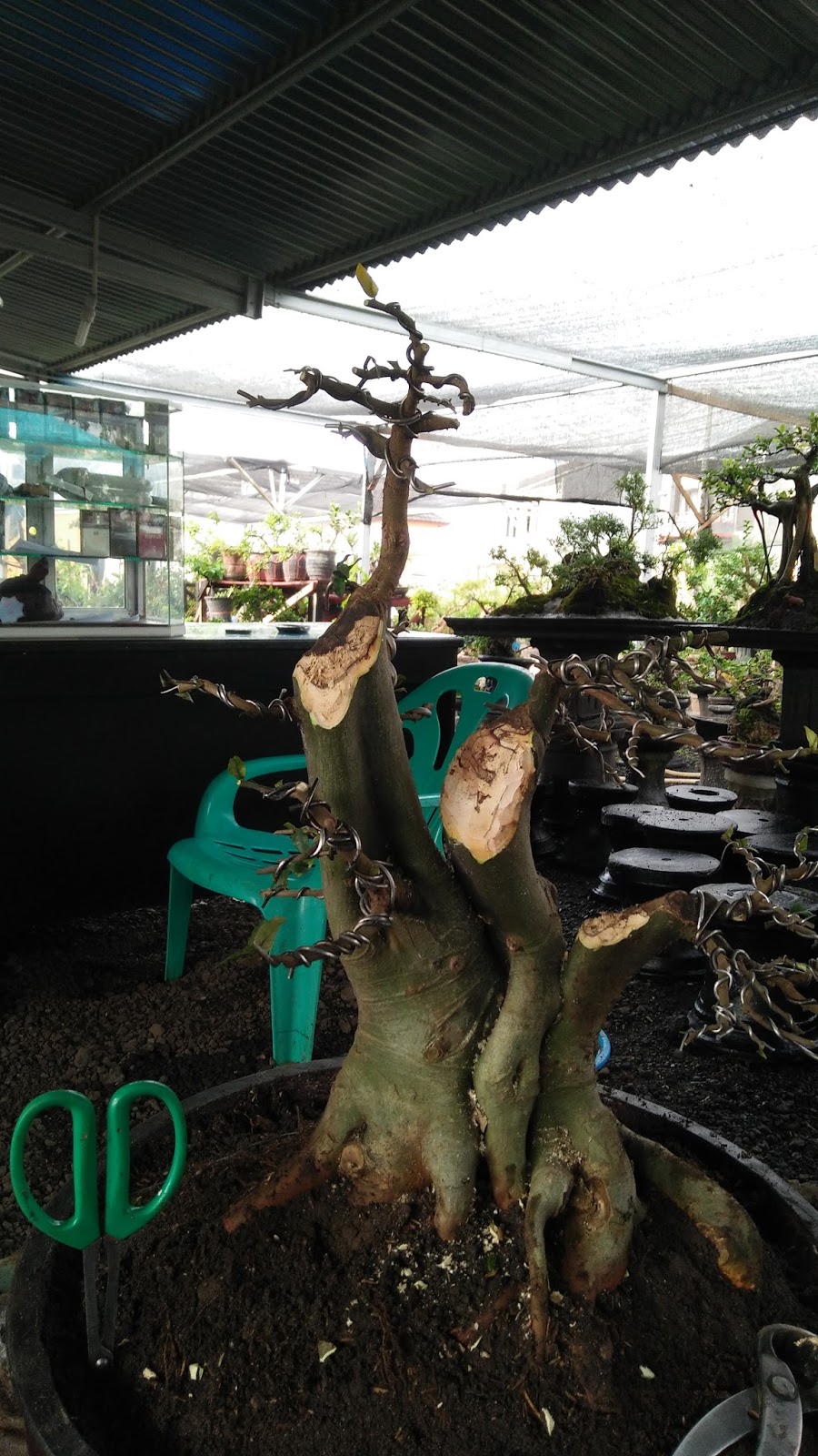 18+ Tanaman Bonsai Kaliage, Tercantik!