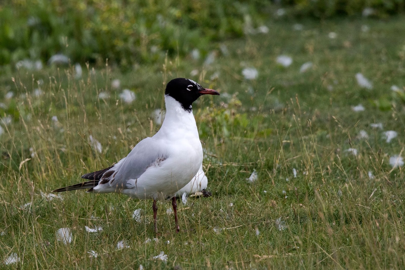 Black Headed Gull