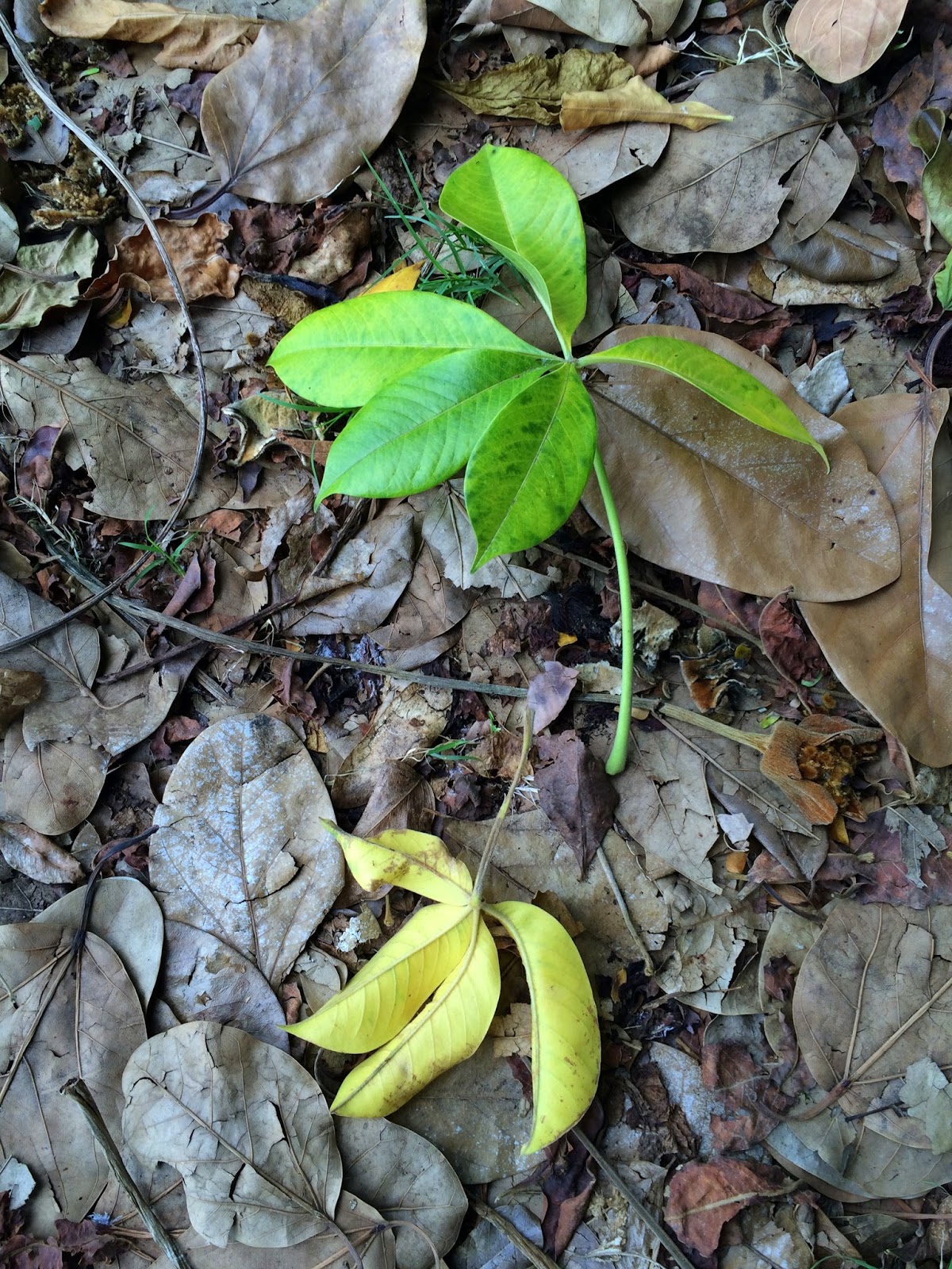 Aloha from Hawaii: The Baobab Tree