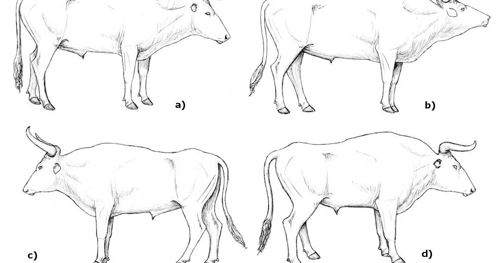 The Breeding-back Blog: New aurochs bull reconstruction