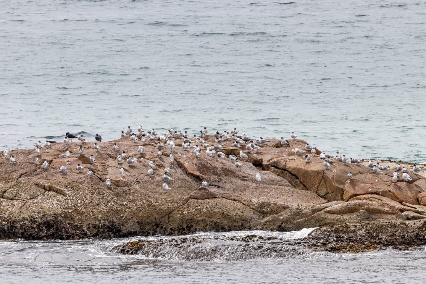 National Park Odyssey: South West Rocks, NSW.