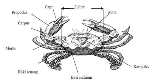 MIPA UNSAM: MENGENAL KEPITING BAKAU